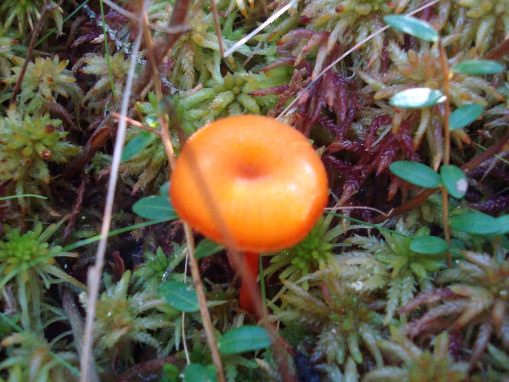 Activities - AMC Ponkapoag Camp