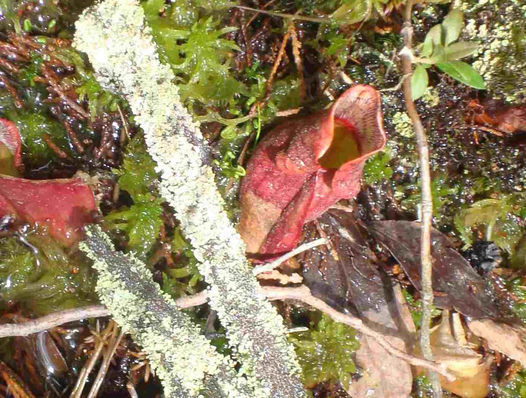 Activities - AMC Ponkapoag Camp