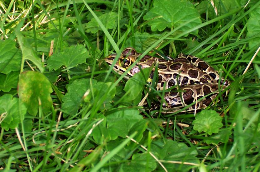 Activities - AMC Ponkapoag Camp